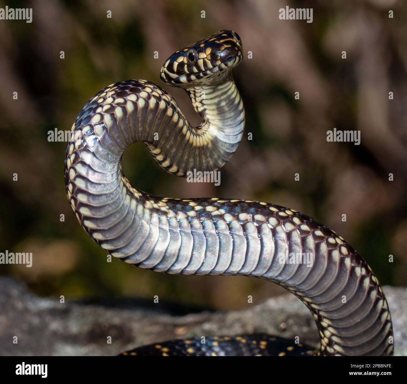 Highly venomous and endangered Australian Broad-headed Snake Stock ...