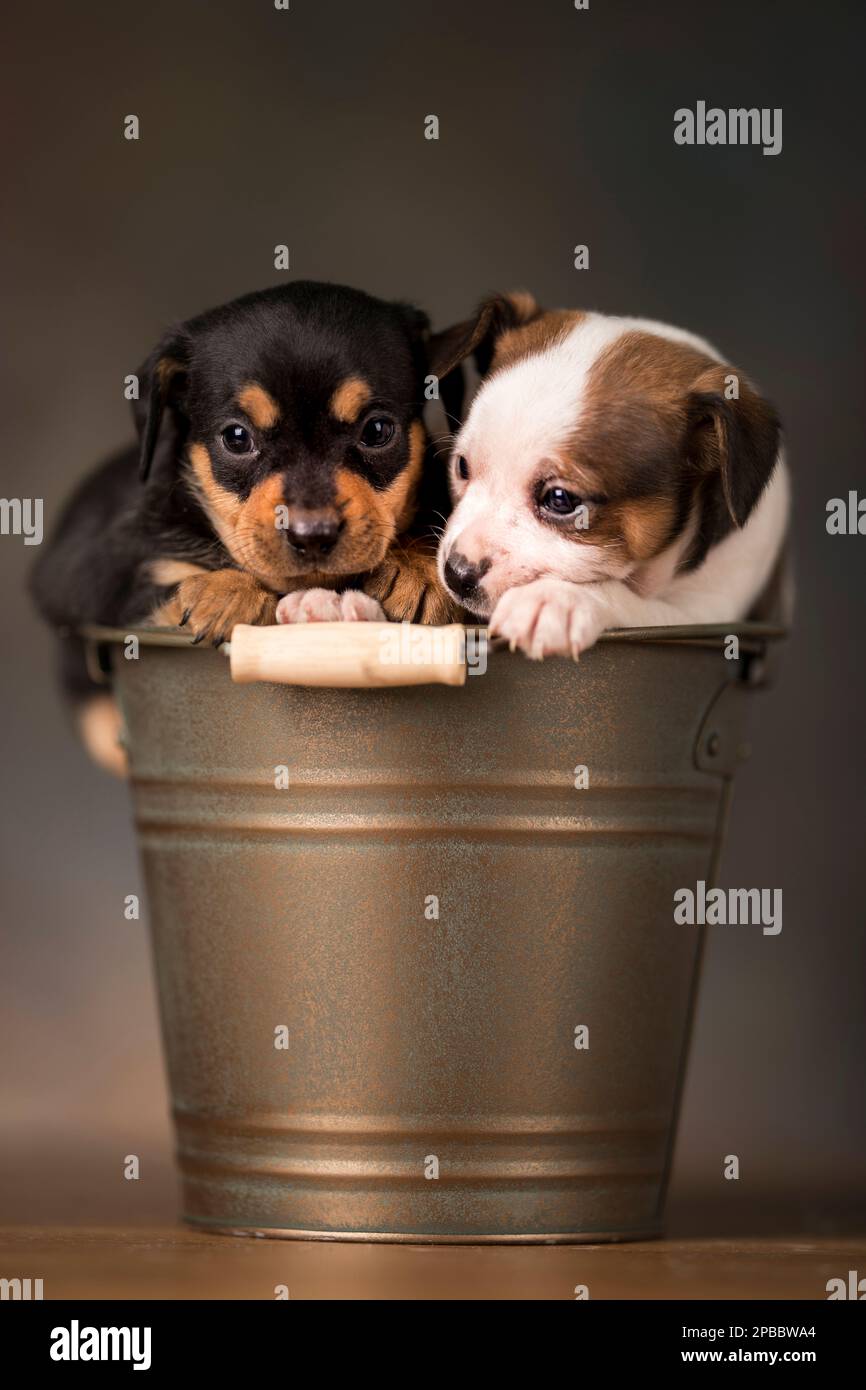 Dogs in a metal bucket Stock Photo - Alamy