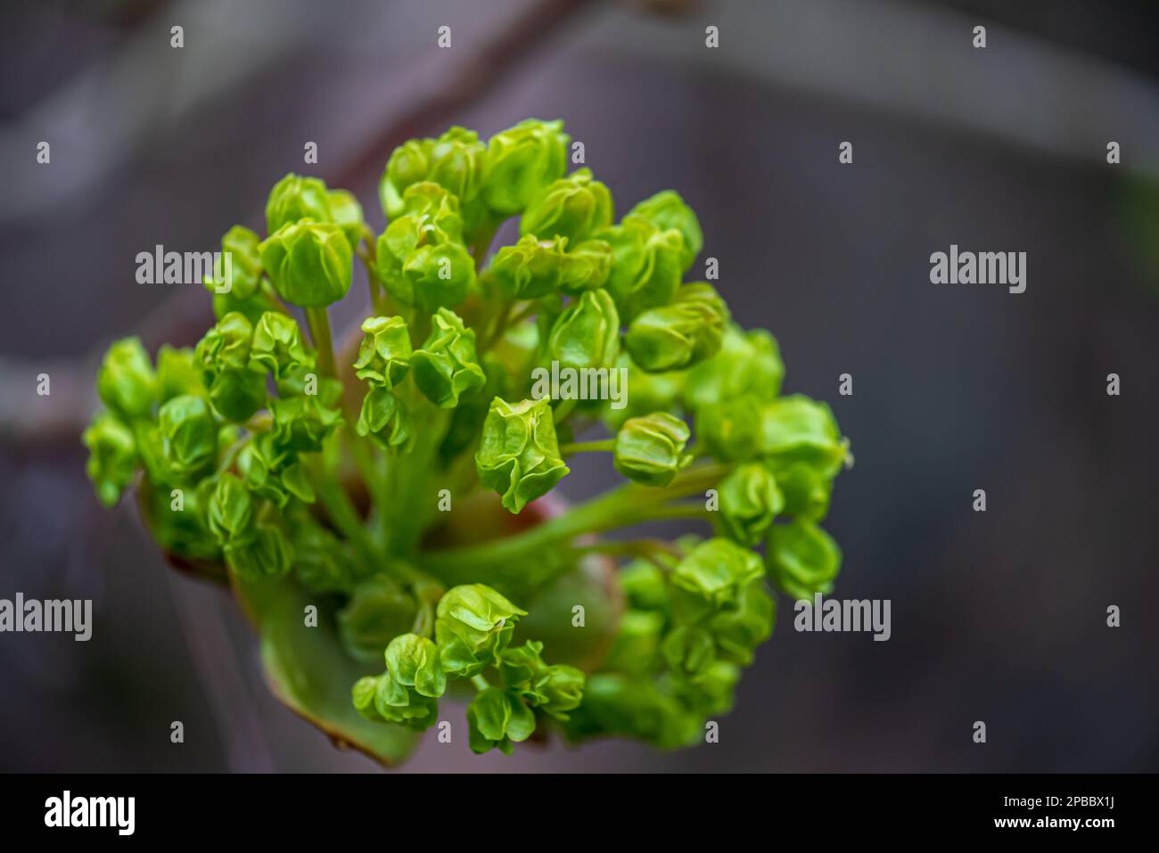A Majestic Maple: Acer Platanoides in Full Bloom. his photo showcases ...