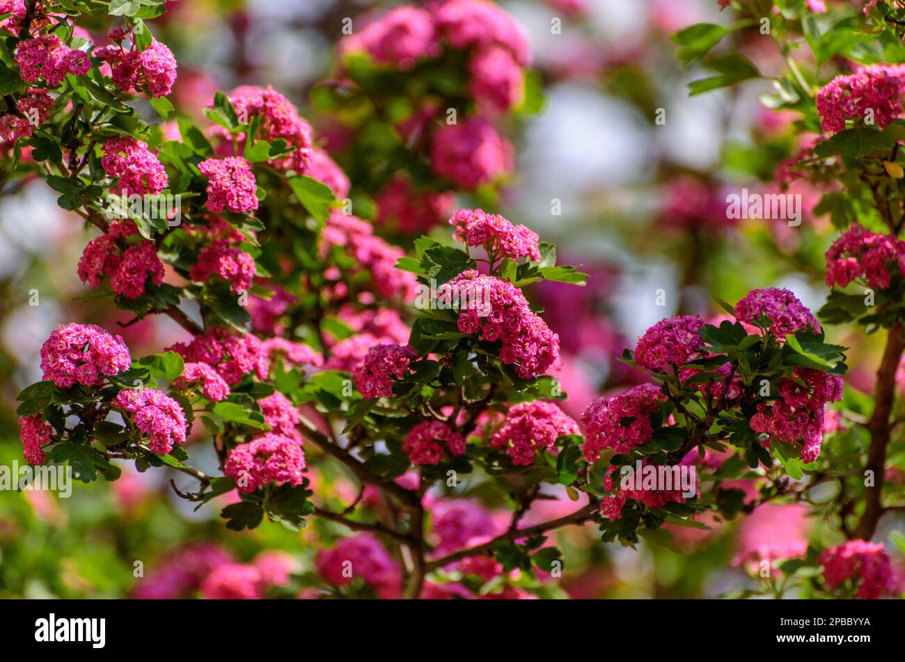 Mayflower rose hi-res stock photography and images - Alamy