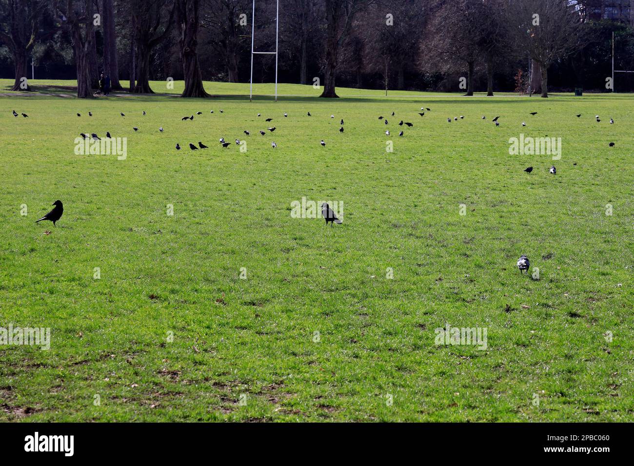 Many crows and jackdaws foraging on grass, Llandaff Cardiff Taken March ...