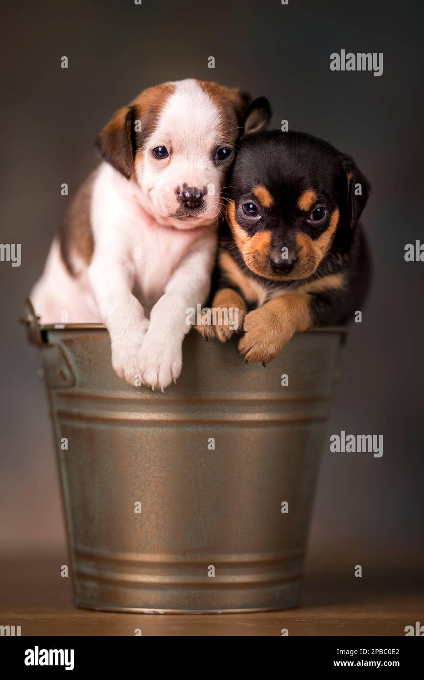 Dogs in a metal bucket Stock Photo - Alamy
