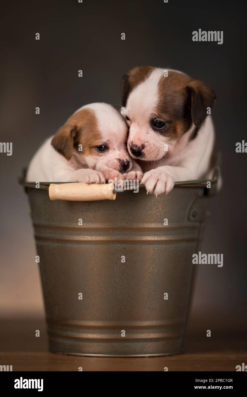 Dogs in a metal bucket Stock Photo - Alamy