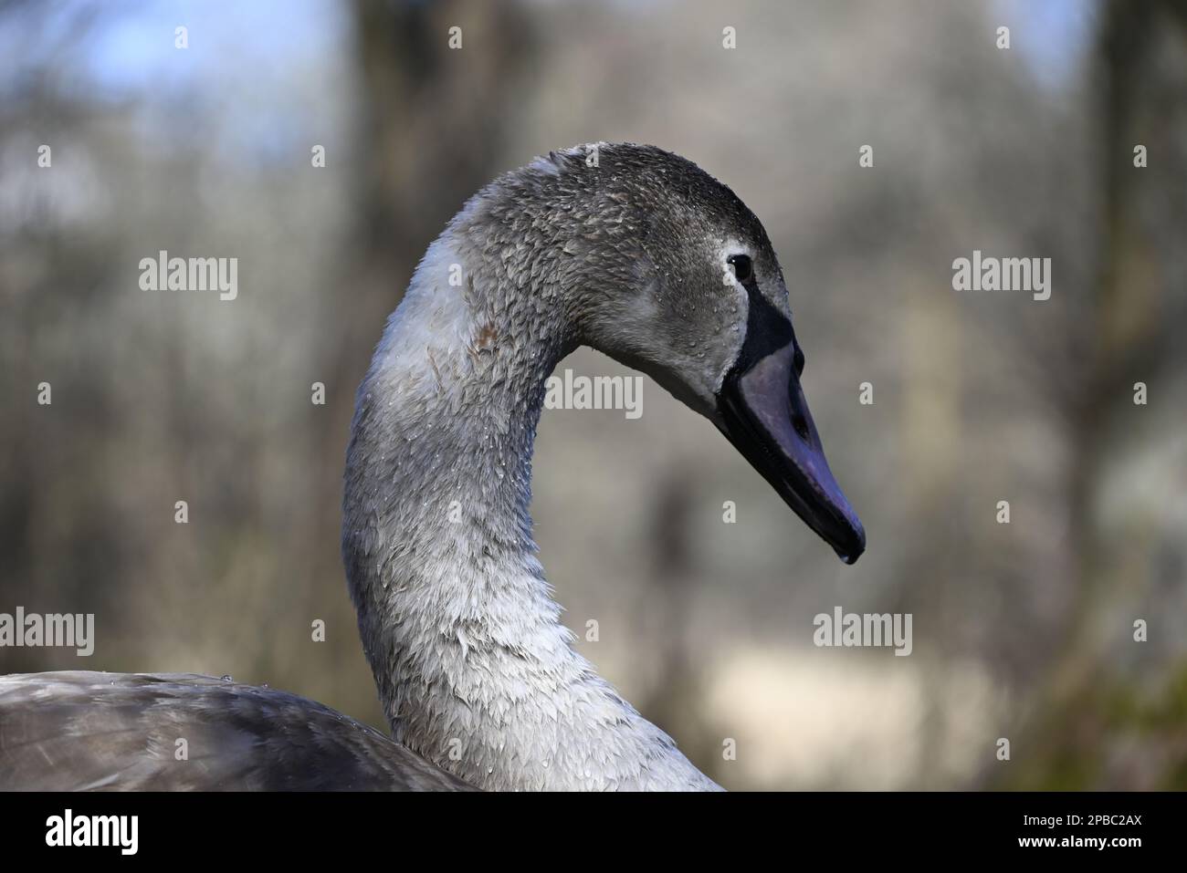 Fantastic swan photo hi-res stock photography and images - Alamy