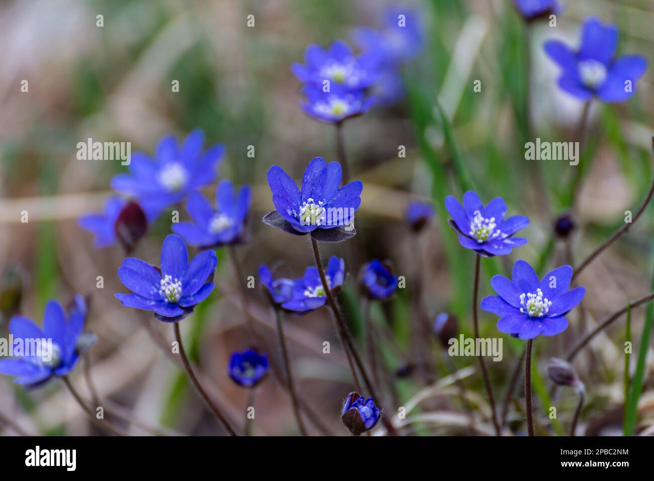 Anemone hepatica (syn. Hepatica nobilis), the common hepatica ...