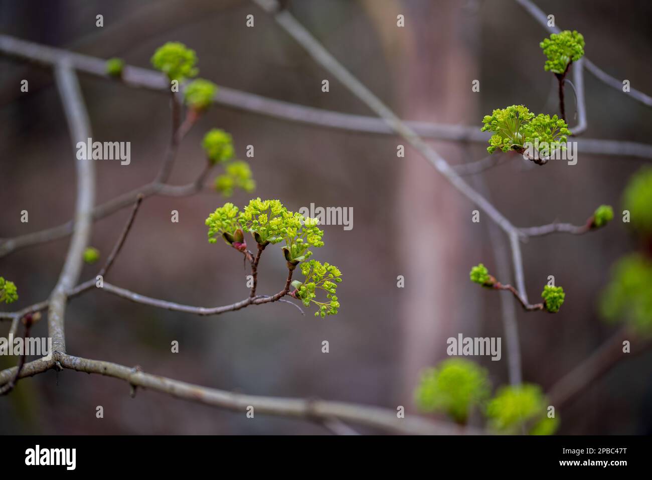 A Majestic Maple: Acer Platanoides in Full Bloom. his photo showcases ...