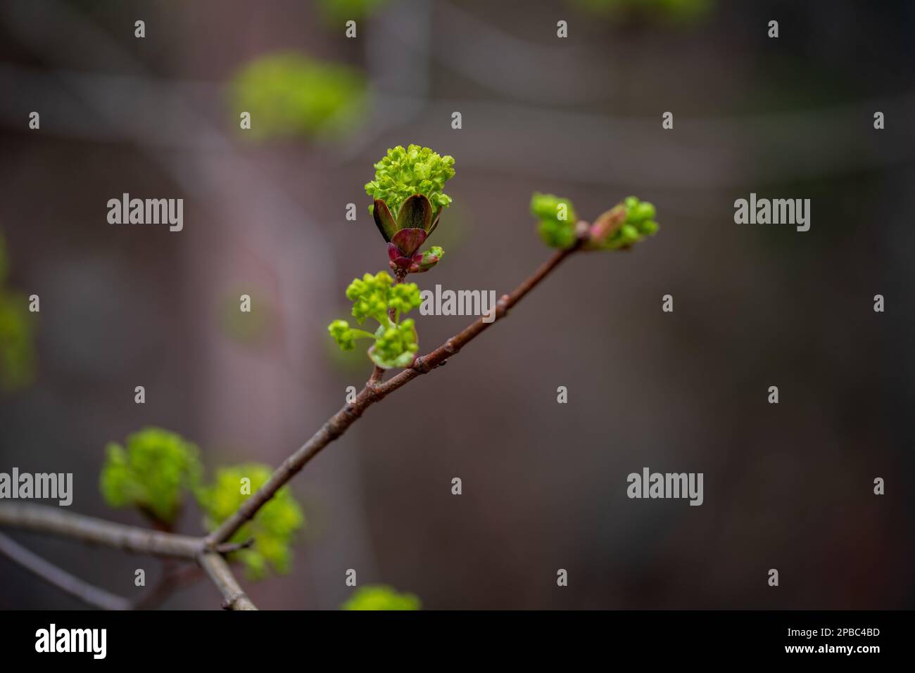 A Majestic Maple: Acer Platanoides in Full Bloom. his photo showcases ...