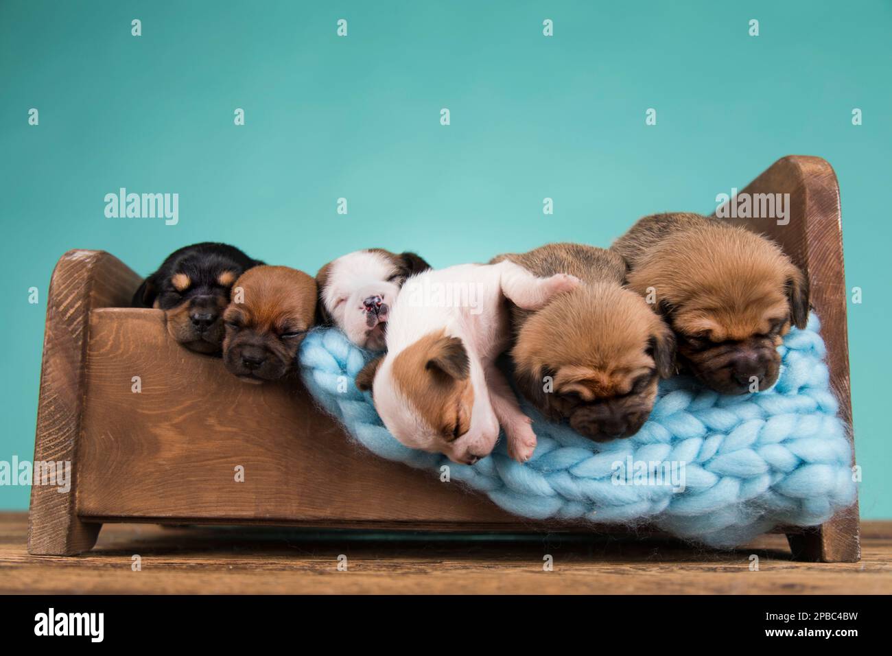 Dogs sleep on a small wooden bed Stock Photo - Alamy