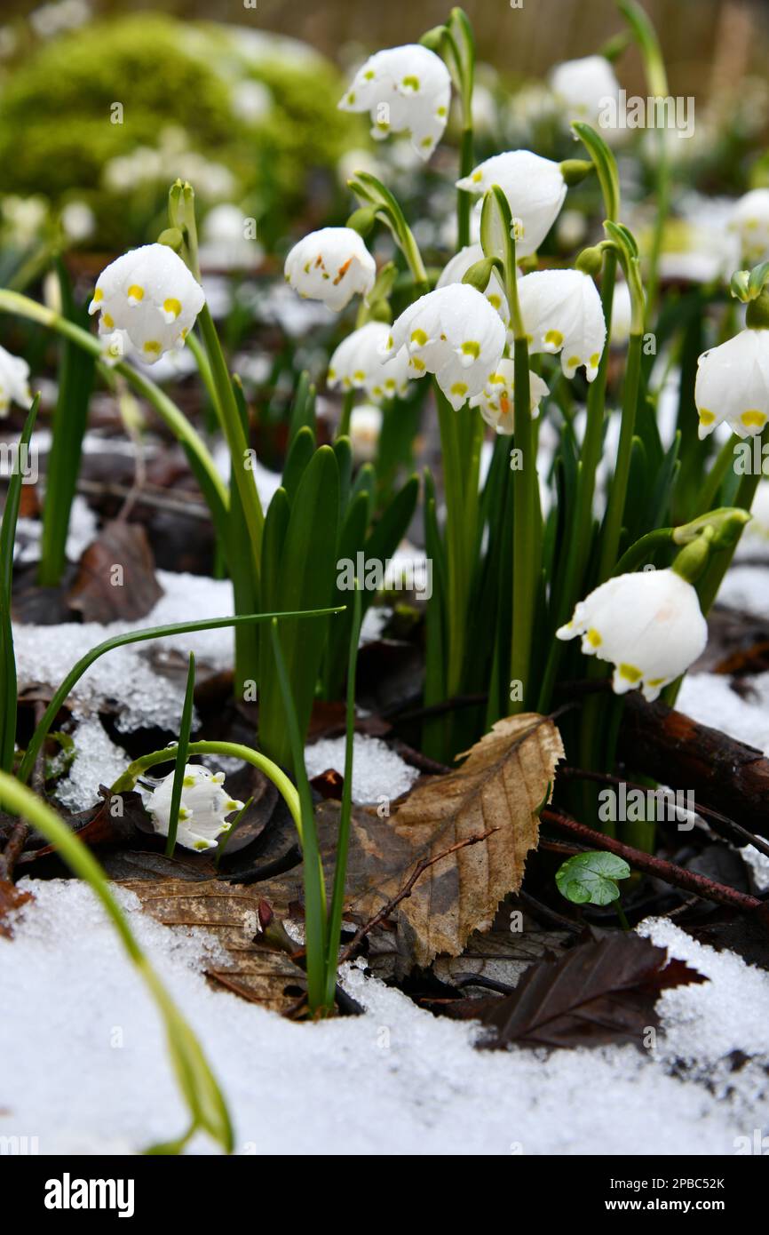 Damp forest floor hi-res stock photography and images - Alamy