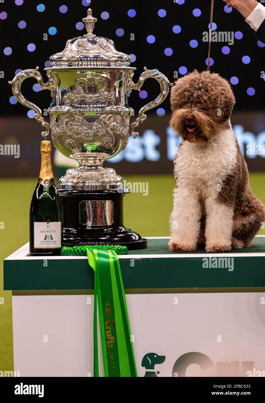 Birmingham, 12 March 2023. Best in Show winner & Champion of Crufts ...