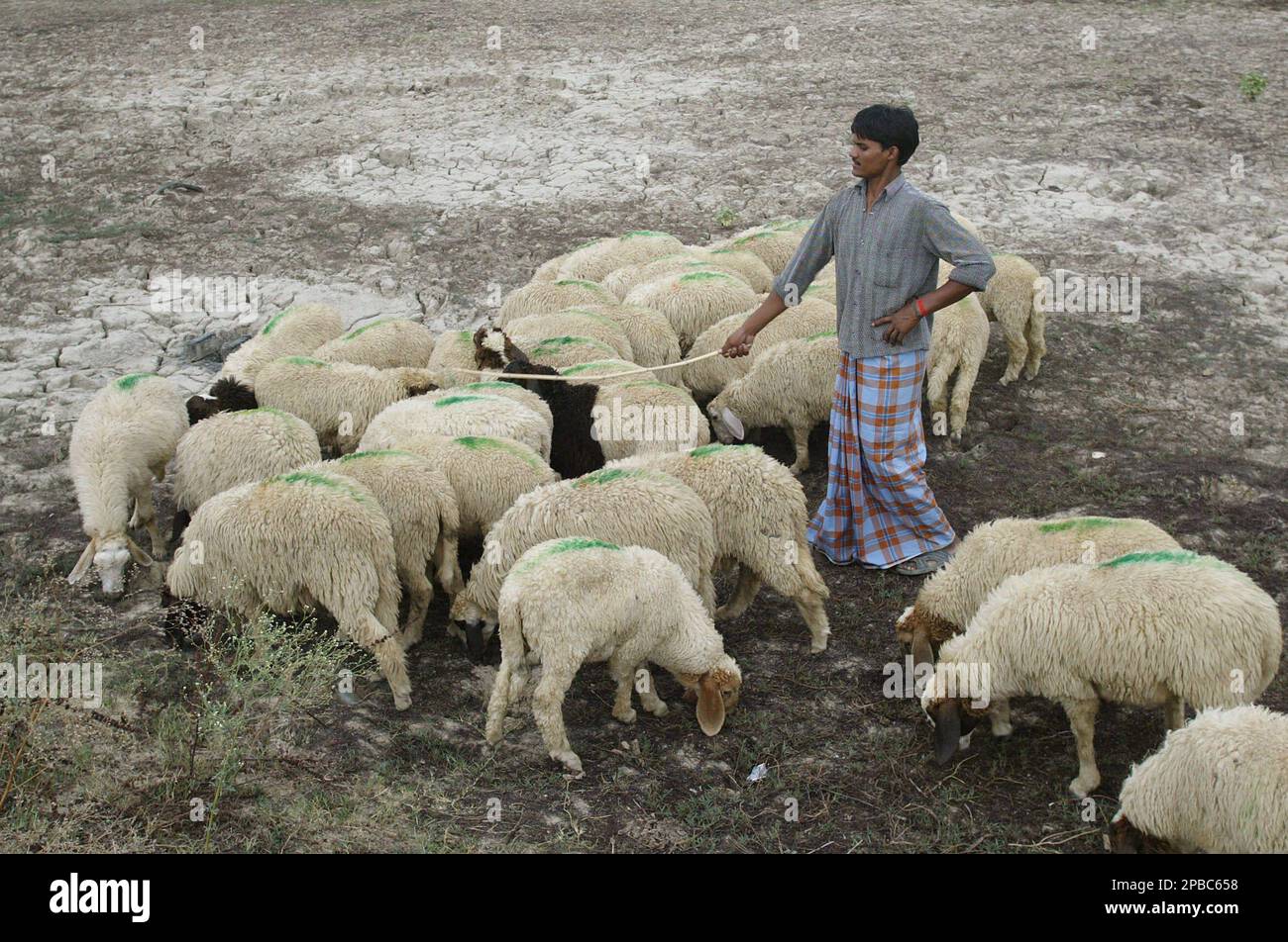 An Indian shepherd grazes his sheep at Shivgarh village in the ...