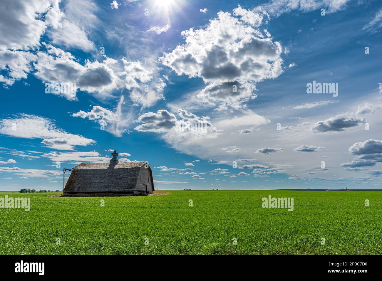 An abandoned barn surrounded by a wheat field on the Canadian prairies ...