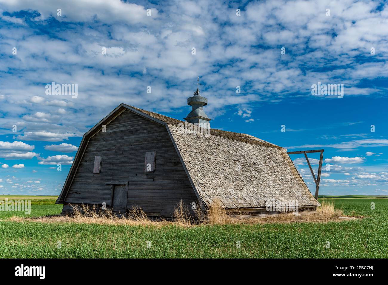 An abandoned barn surrounded by a wheat field on the Canadian prairies ...