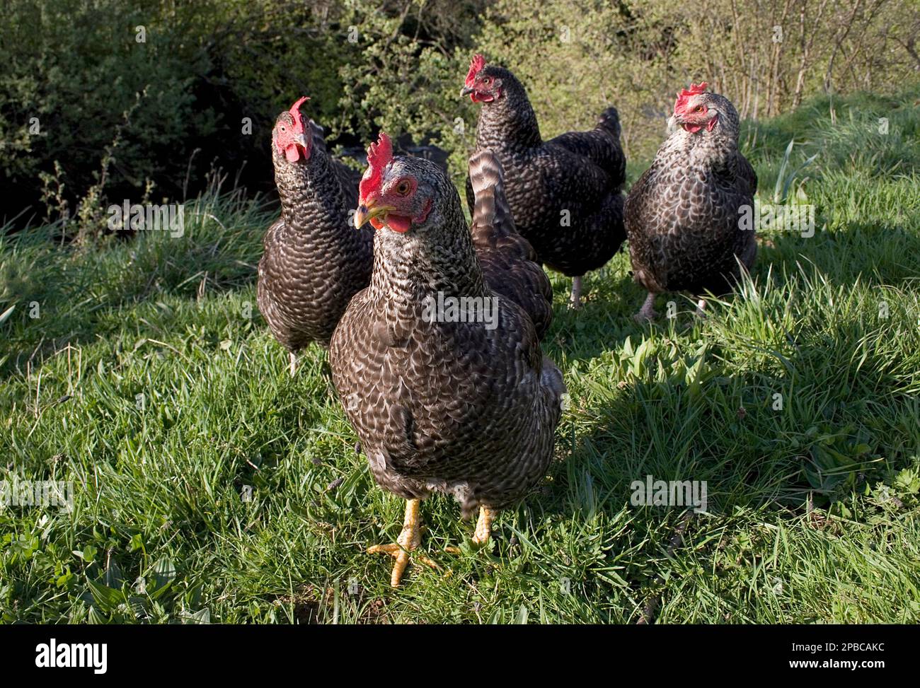 free range french Maran hens Stock Photo - Alamy