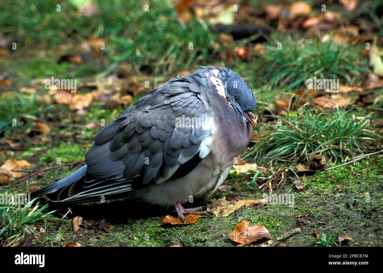 Pigeon breeds hi-res stock photography and images - Alamy