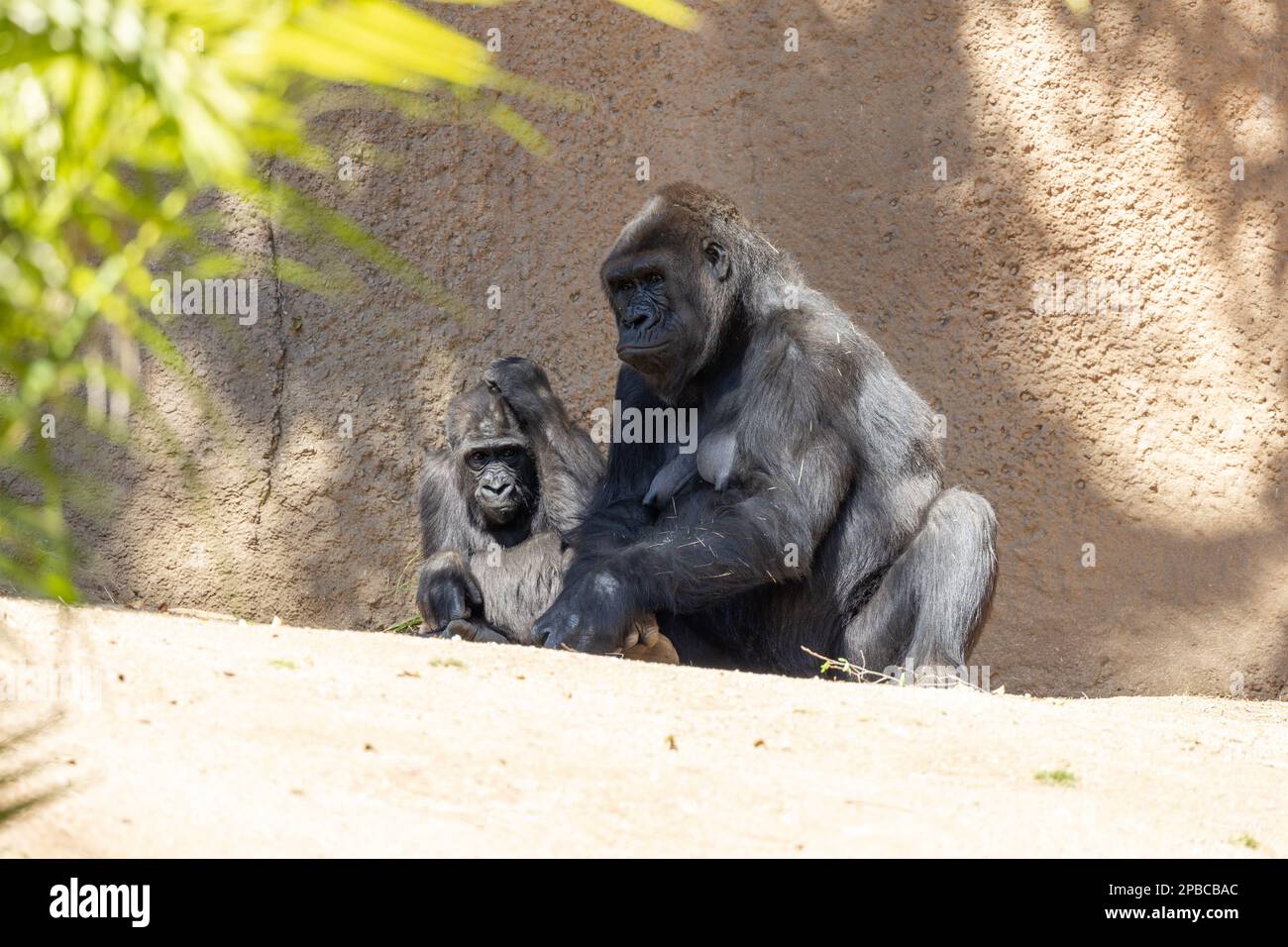 Mother gorilla relaxing with her child Stock Photo - Alamy