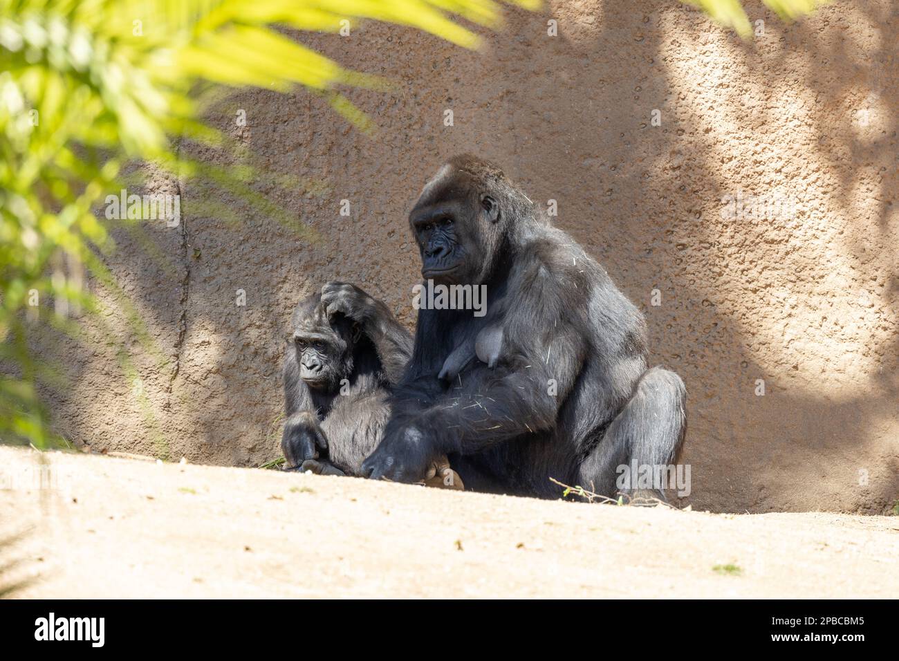 Mother gorilla relaxing with her child Stock Photo - Alamy
