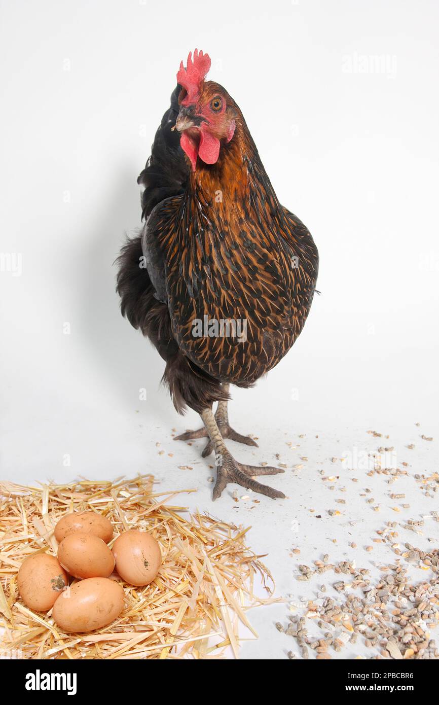 Black Rock hen studio portrait with grain and laid eggs Stock Photo - Alamy