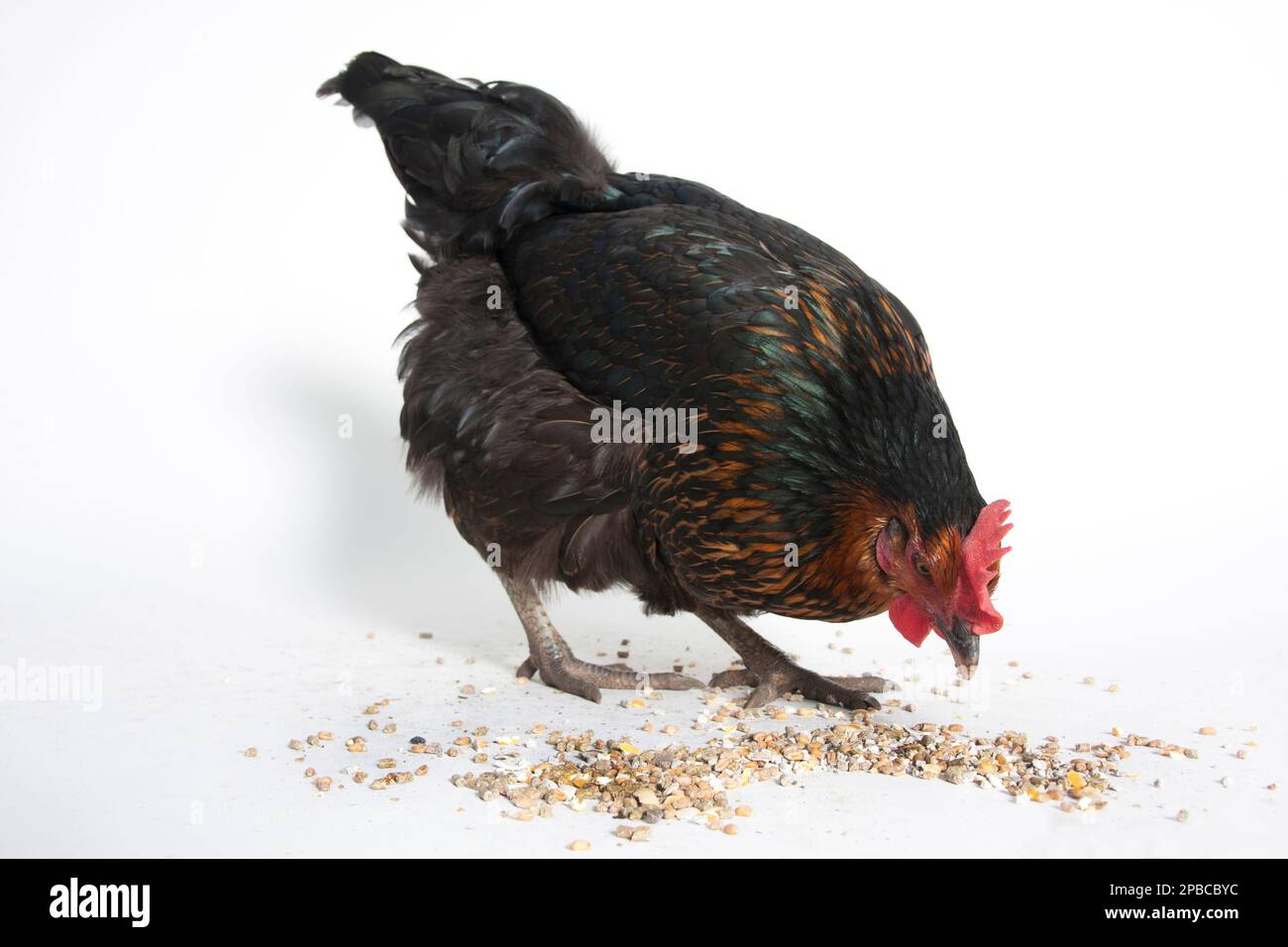 Black Rock hen eating grain Stock Photo - Alamy