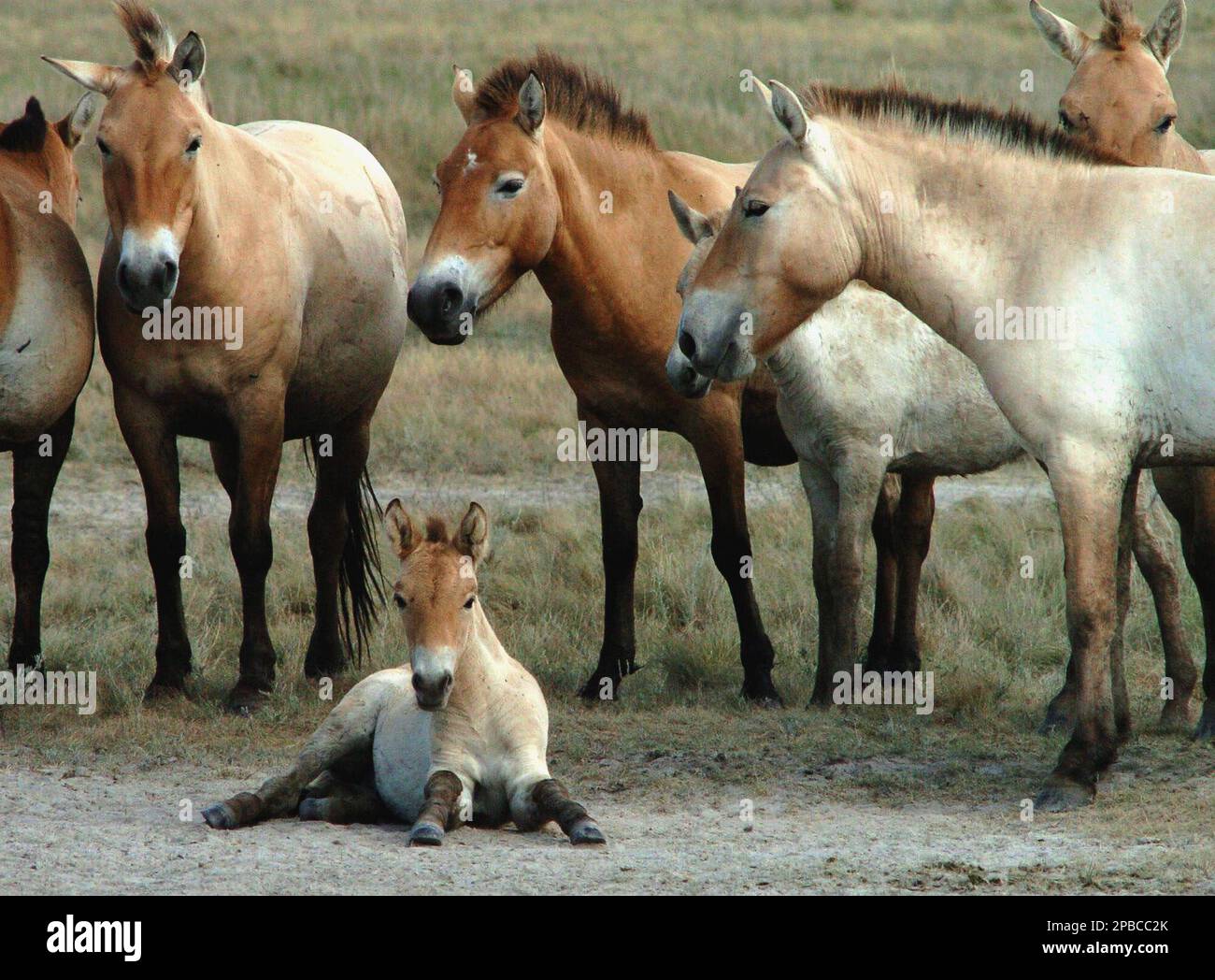Adult Przewalski wild horses stand around a foal lying in the puszta ...