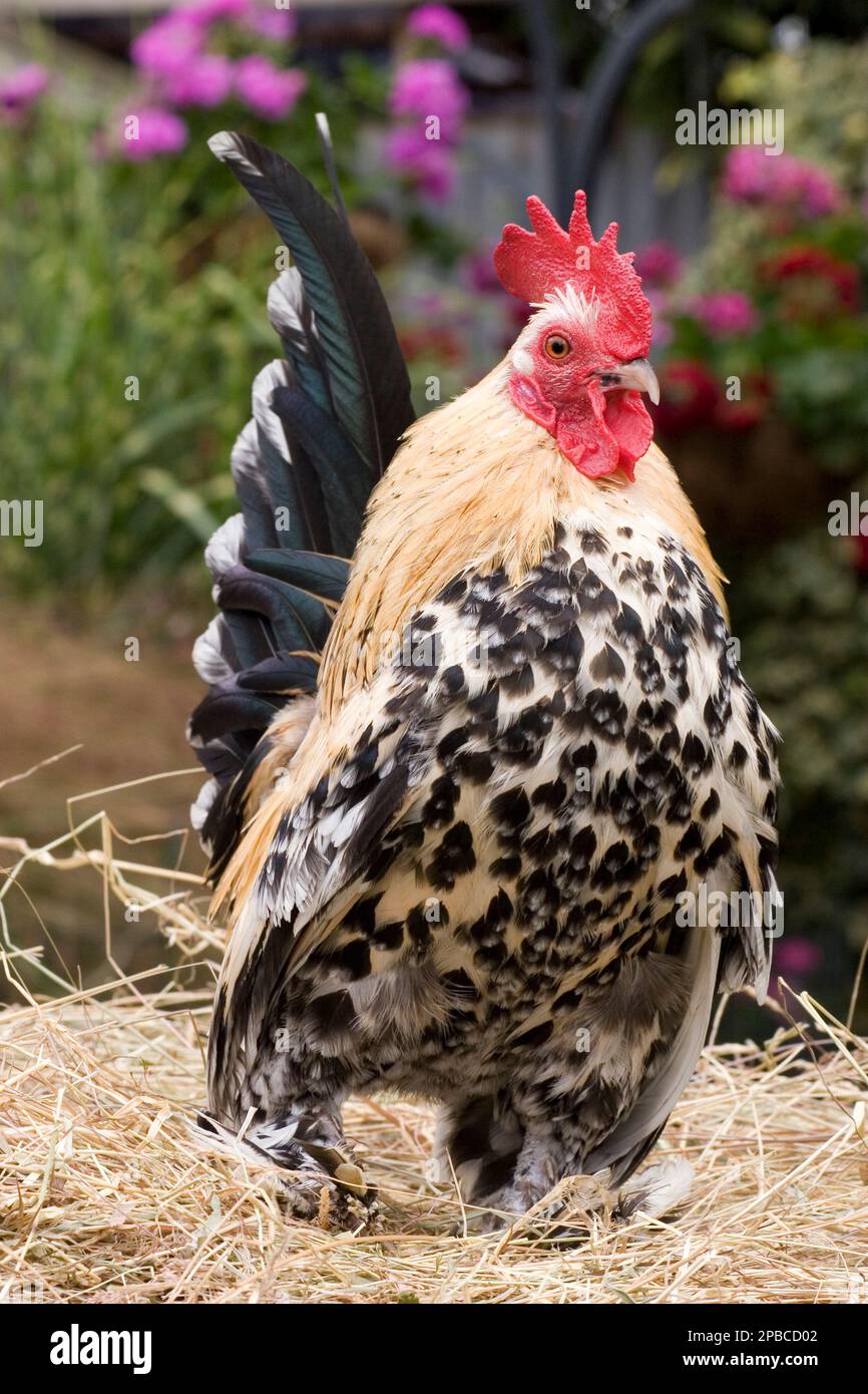 domestic chicken, rare breed sable poot lemon mill fleur cock from ...