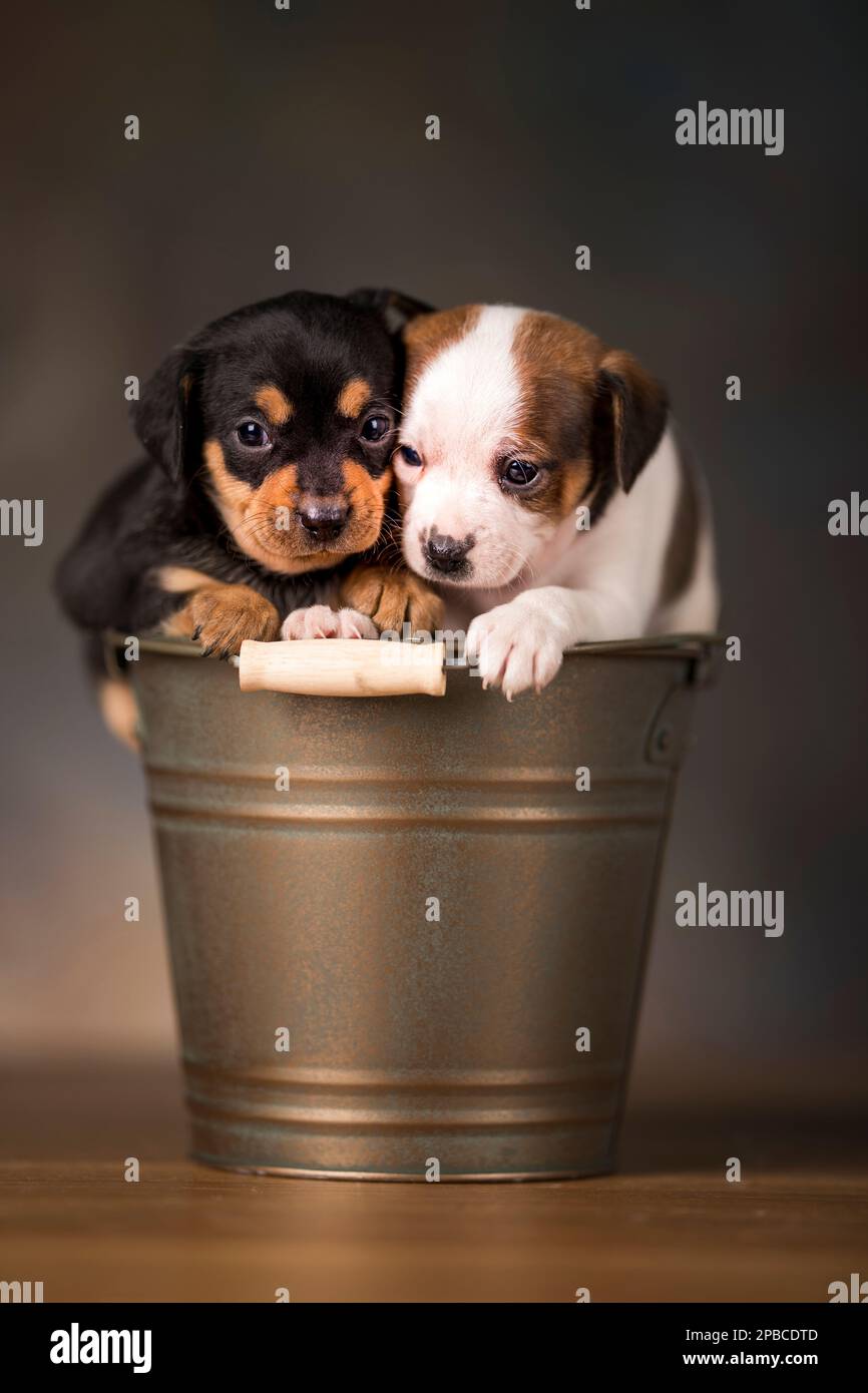 Dogs in a metal bucket Stock Photo - Alamy