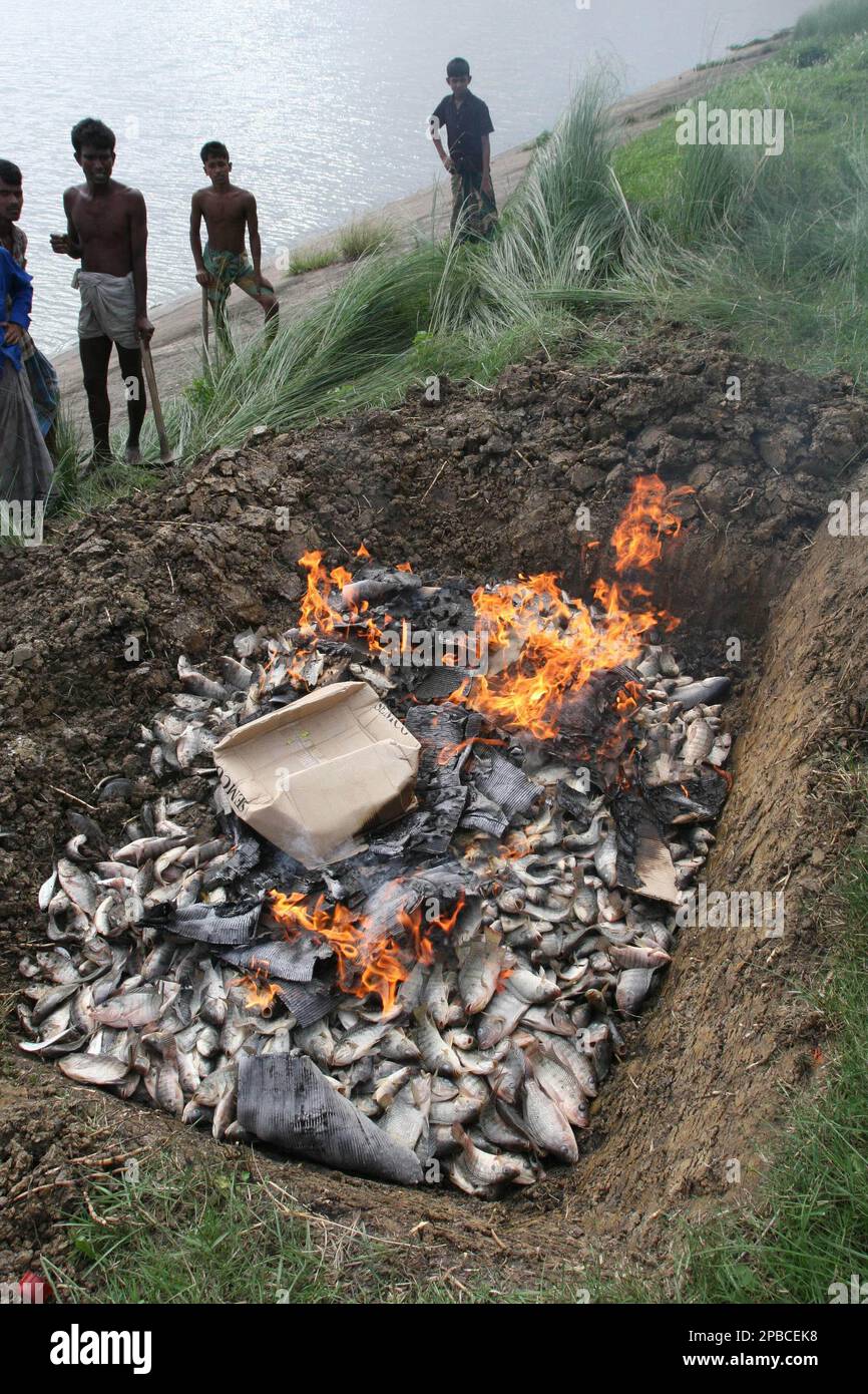 Local authorities burn mound of contaminated fish taken out from a ...