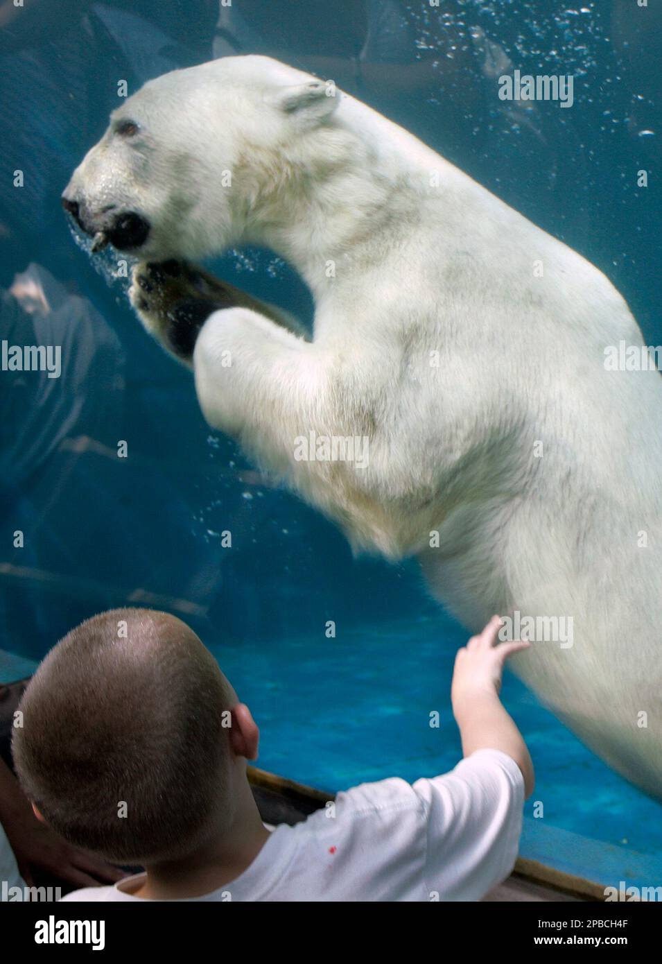 A boy reaches out towards an underwater Polar Bear as seen through the ...