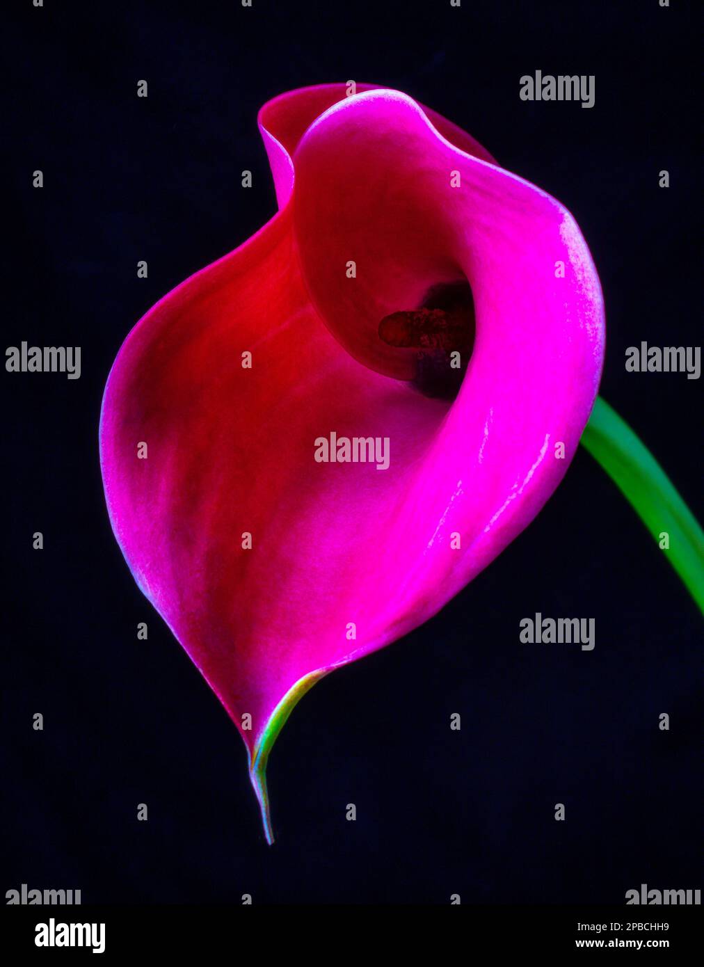 Lovely Pink Calla Lily Stock Photo - Alamy