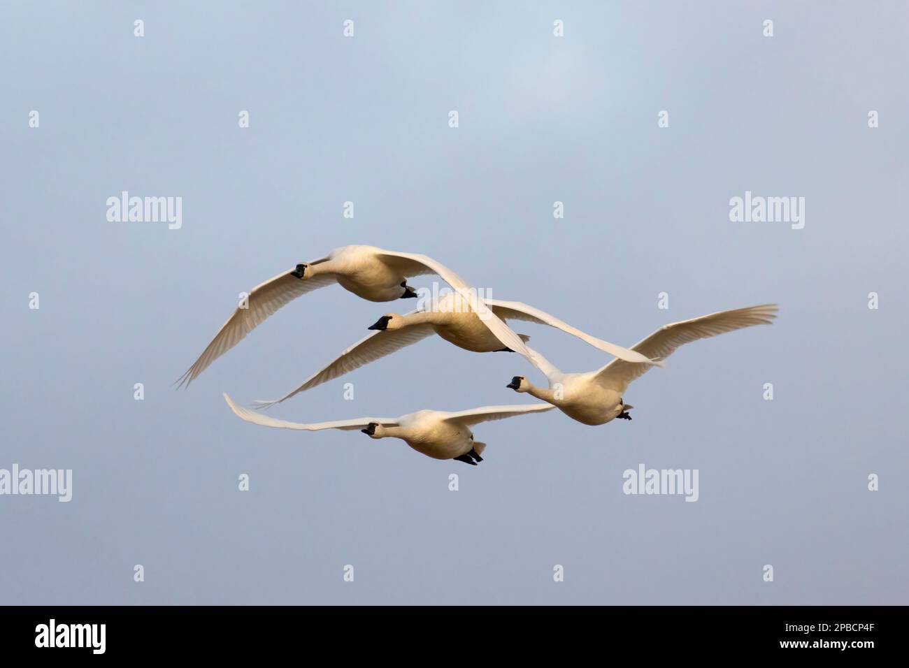 Tundra swan (Cygnus columbianus) at McFadden Marsh, William Finley ...
