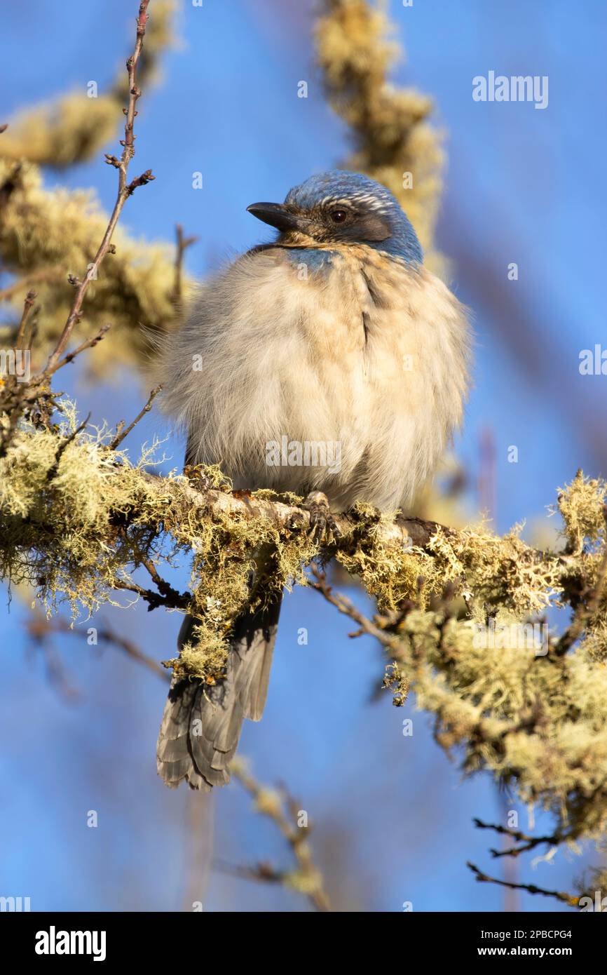 California Scrub-Jay (Aphelocoma californica), William Finley National ...