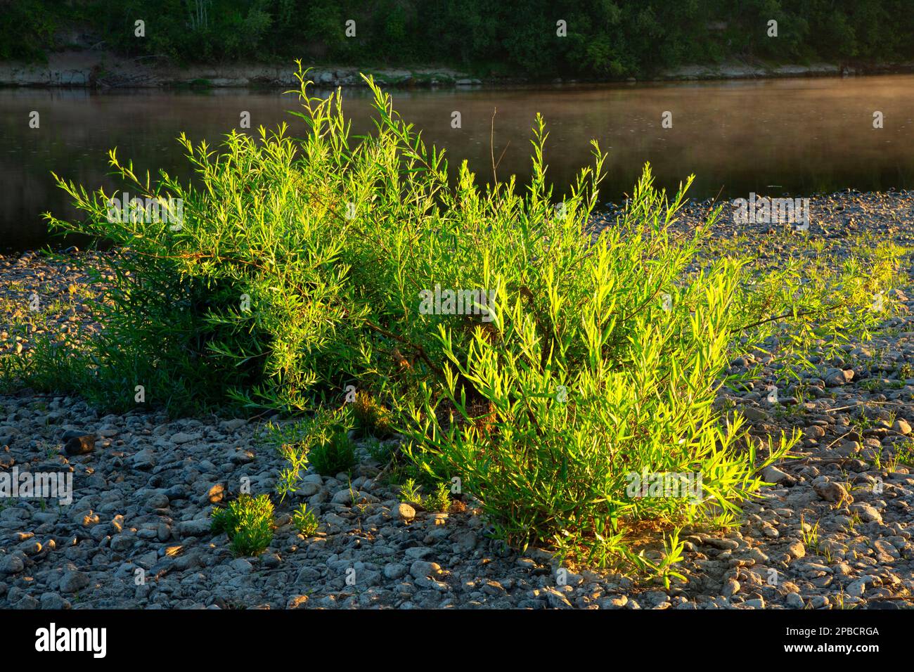 Willow along Willamette River, Willamette Mission State Park, Oregon ...