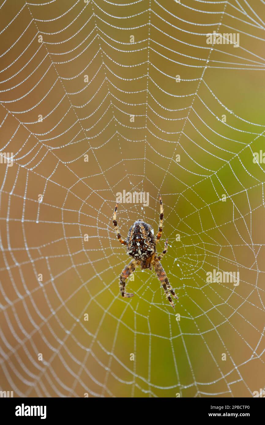 Spider on web, Willamette Mission State Park, Oregon Stock Photo - Alamy
