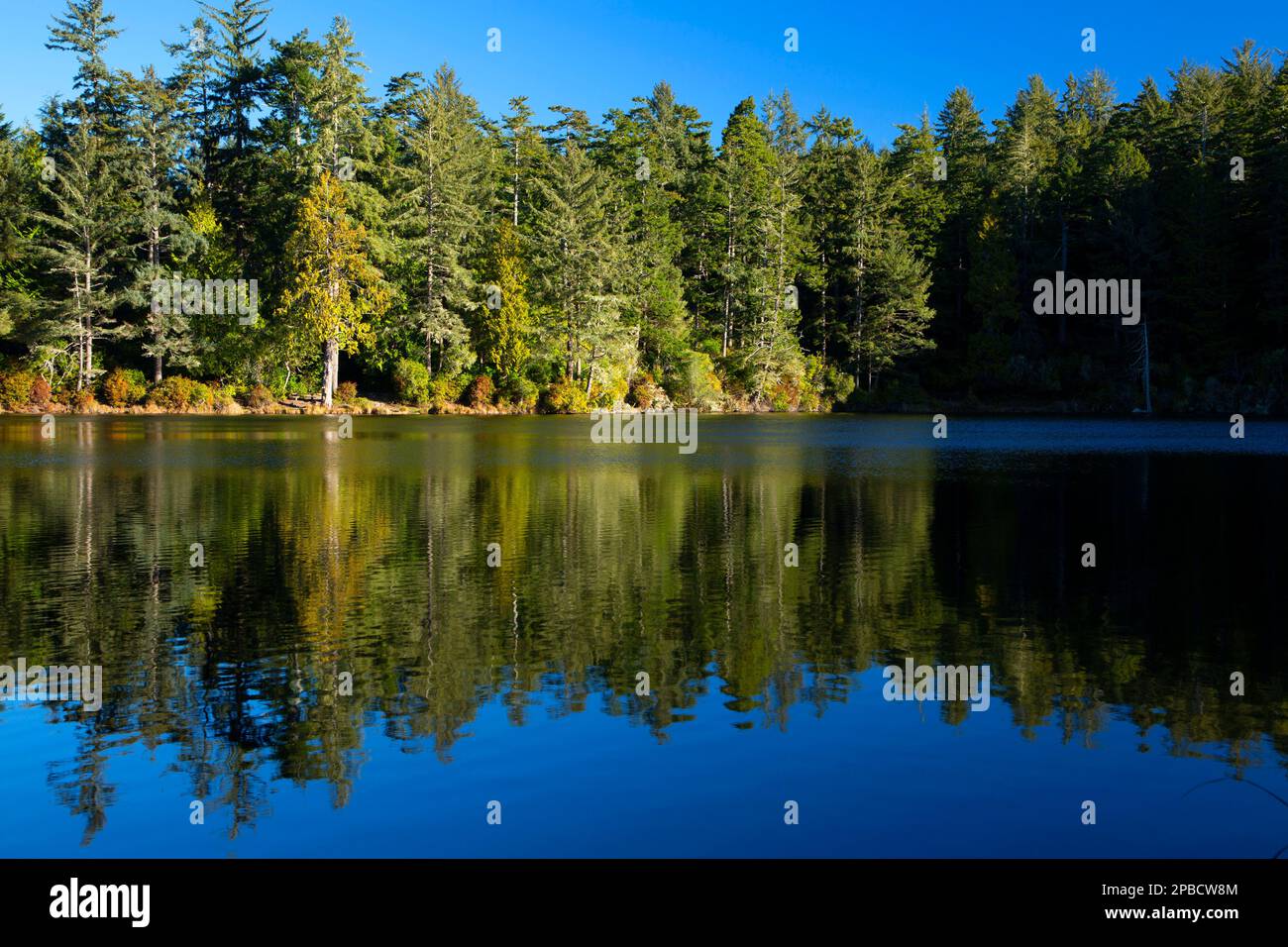 Lake Marie, Umpqua River Lighthouse State Park, Oregon Stock Photo - Alamy