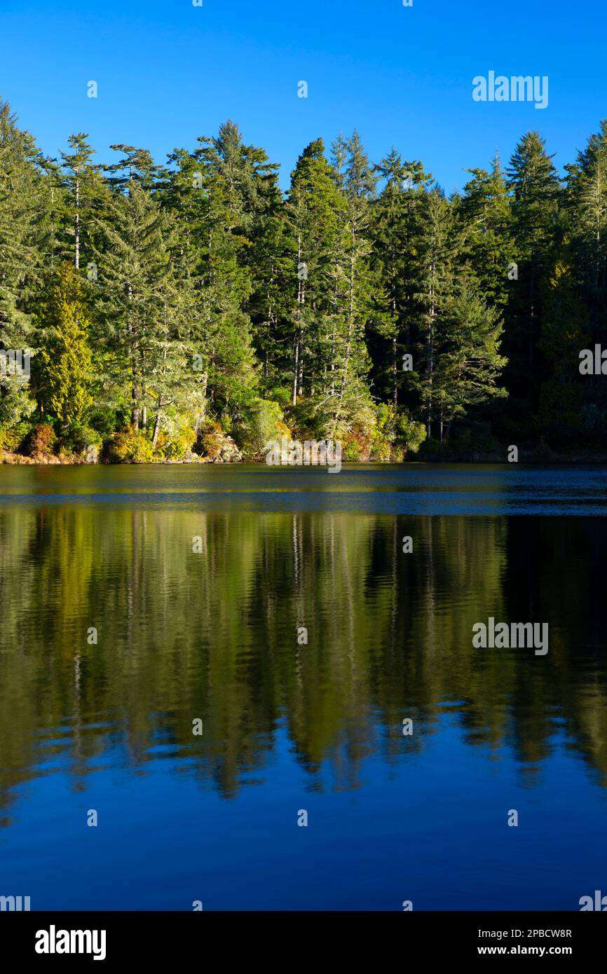 Lake Marie, Umpqua River Lighthouse State Park, Oregon Stock Photo - Alamy