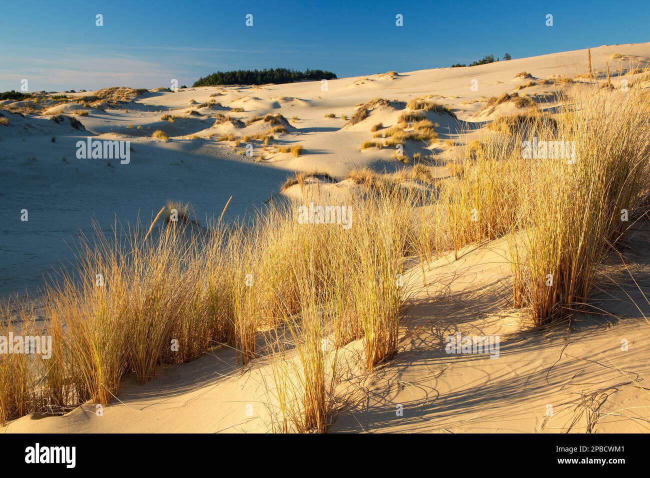 Umpqua Dunes, Umpqua Dunes Scenic Area, Oregon Dunes National ...