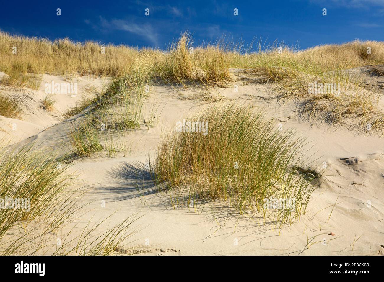 Dunegrass at Siltcoos Beach, Oregon Dunes National Recreation Area ...