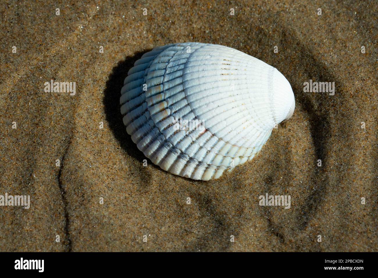 Cockle shell at Siltcoos Beach, Oregon Dunes National Recreation Area ...