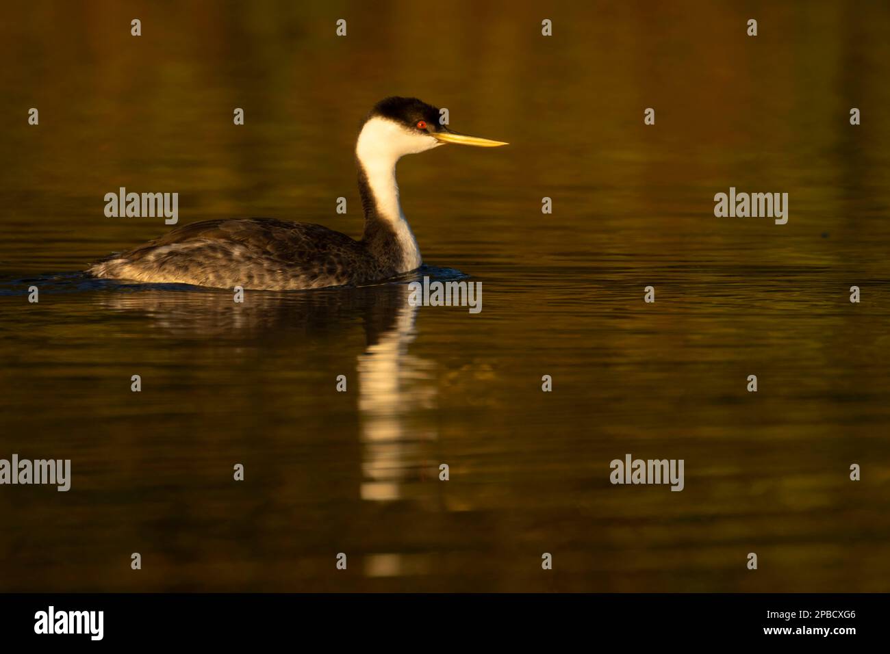 Western grebe (Aechmophorus occidentalis) at Suttle Lake, Deschutes ...
