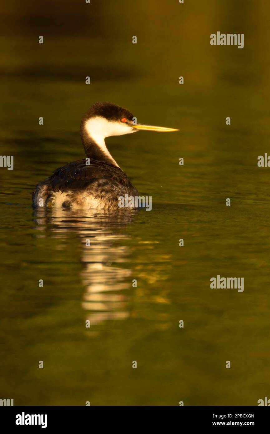 Western grebe (Aechmophorus occidentalis) at Suttle Lake, Deschutes ...