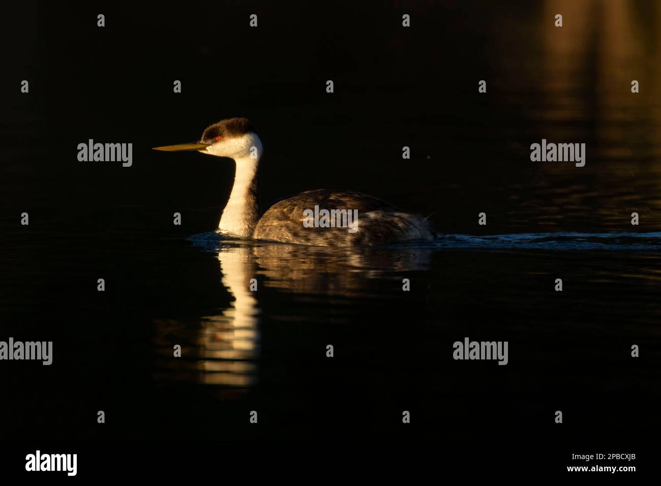 Western grebe (Aechmophorus occidentalis) at Suttle Lake, Deschutes ...