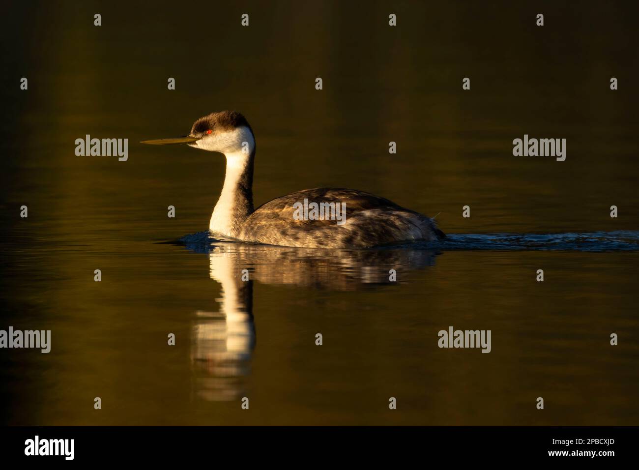 Western grebe (Aechmophorus occidentalis) at Suttle Lake, Deschutes ...