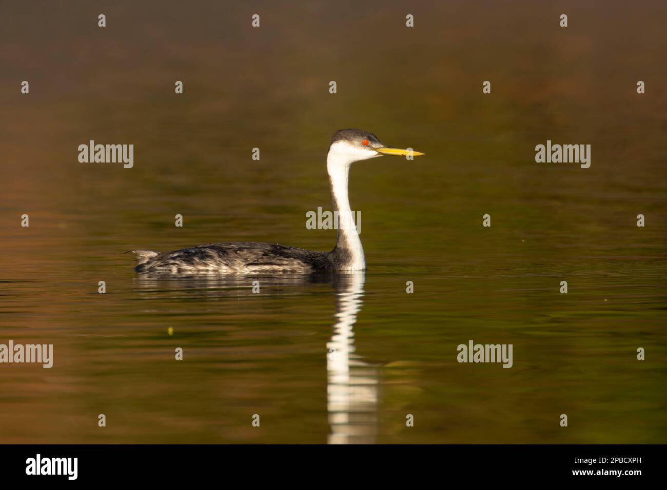 Western grebe (Aechmophorus occidentalis) at Suttle Lake, Deschutes ...