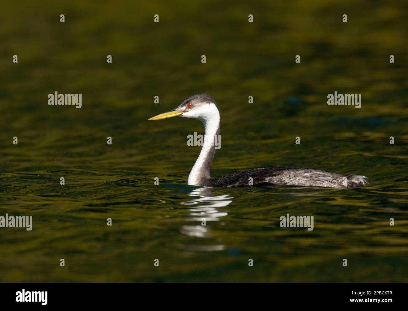 Western grebe (Aechmophorus occidentalis) at Suttle Lake, Deschutes ...