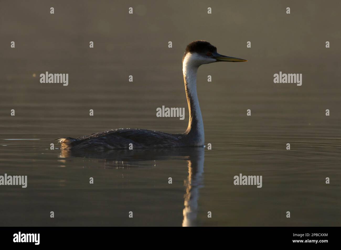 Western grebe (Aechmophorus occidentalis) at Suttle Lake, Deschutes ...