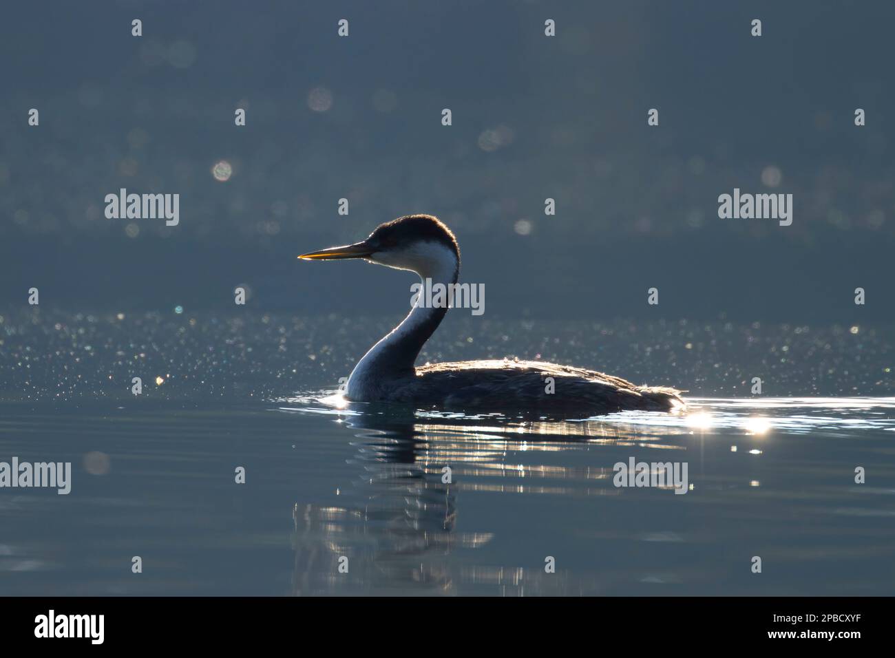 Western grebe (Aechmophorus occidentalis) at Suttle Lake, Deschutes ...