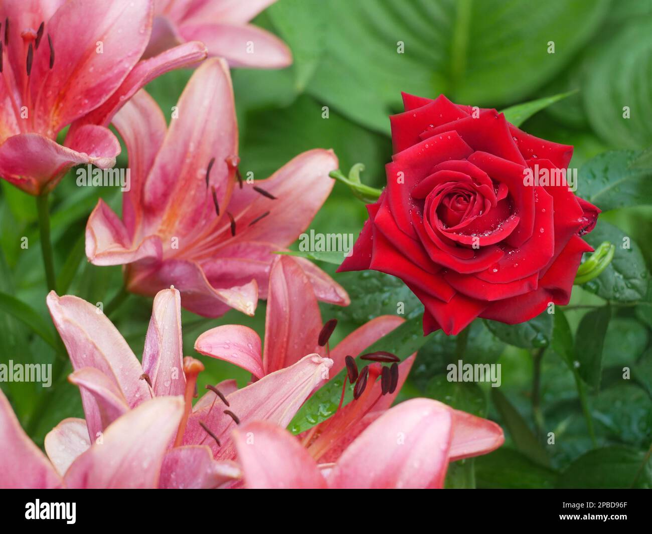 Beautiful wet red Rose flower and pink Lily flowers in the flowerbed ...