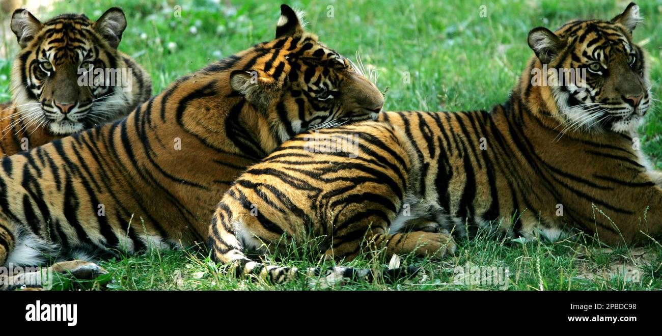 Sumatran Tiger Cubs National Zoo