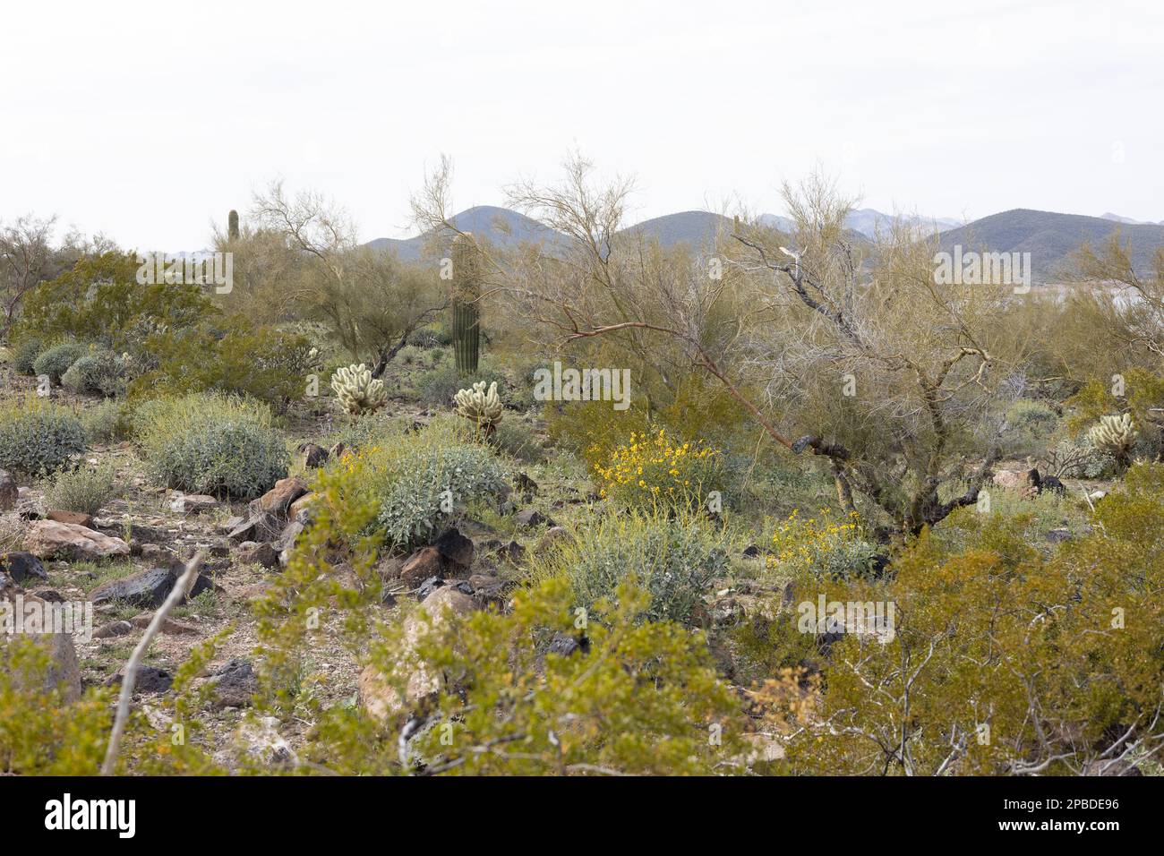 The Arizona desert in winter with beautiful cacti and wildflowers Stock ...