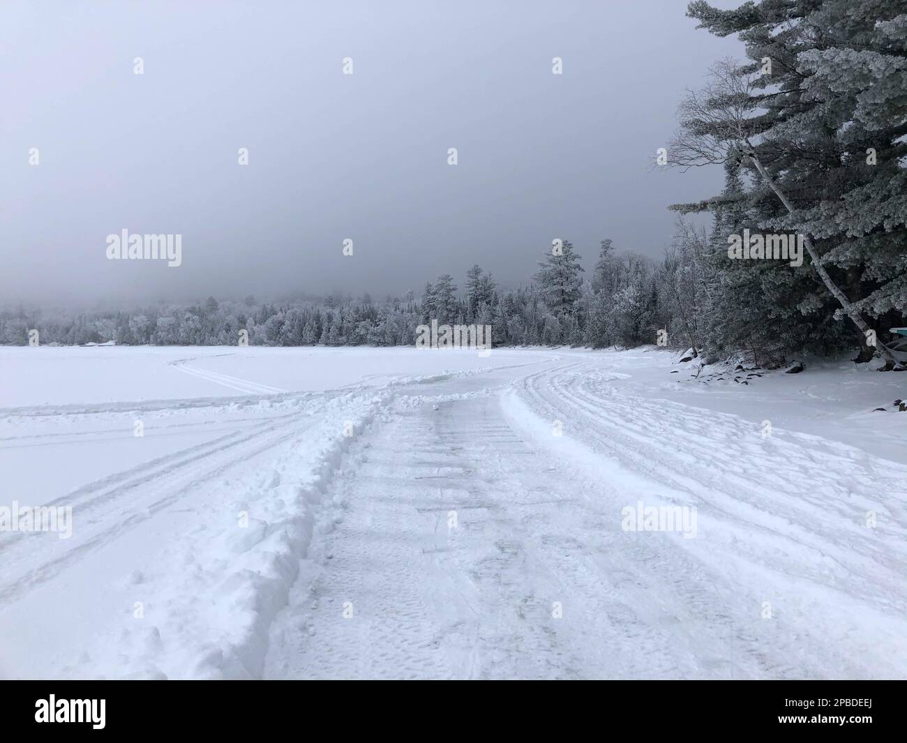 Hoar frost covers trees and forms feathery crystals in the humid ...
